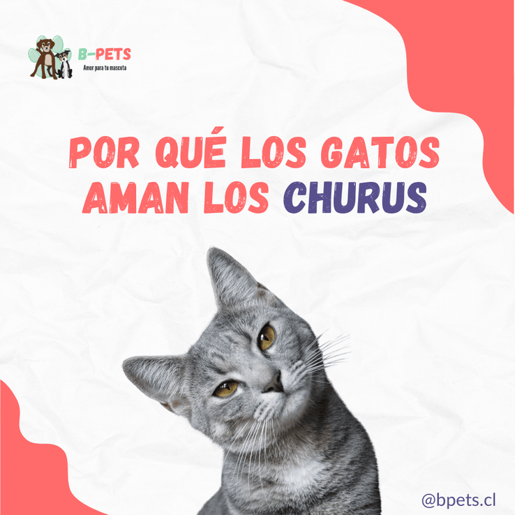 Qué son los churus y por qué los gatos los aman – Veterinaria B-Pets