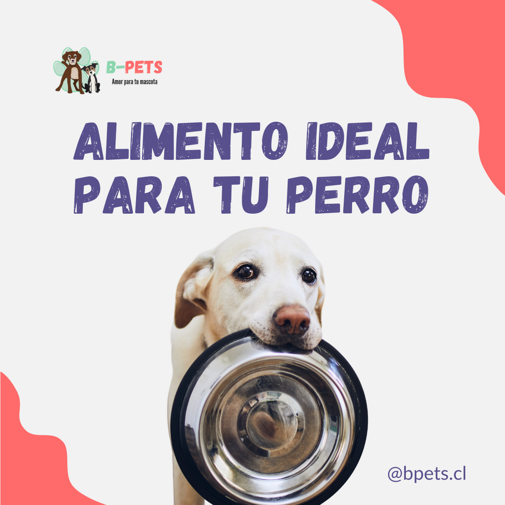 Cómo elegir el alimento ideal para tu perro según su edad y tamaño – BPets