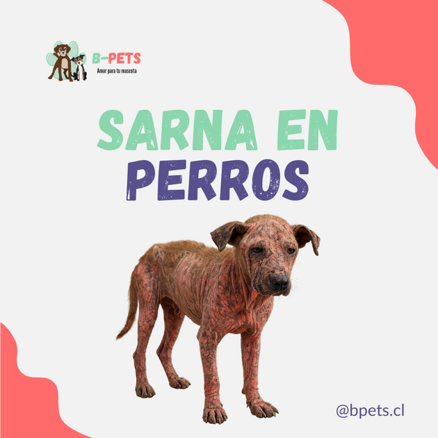 Sarna en perros: tipos, síntomas y tratamiento – Veterinaria B-Pets